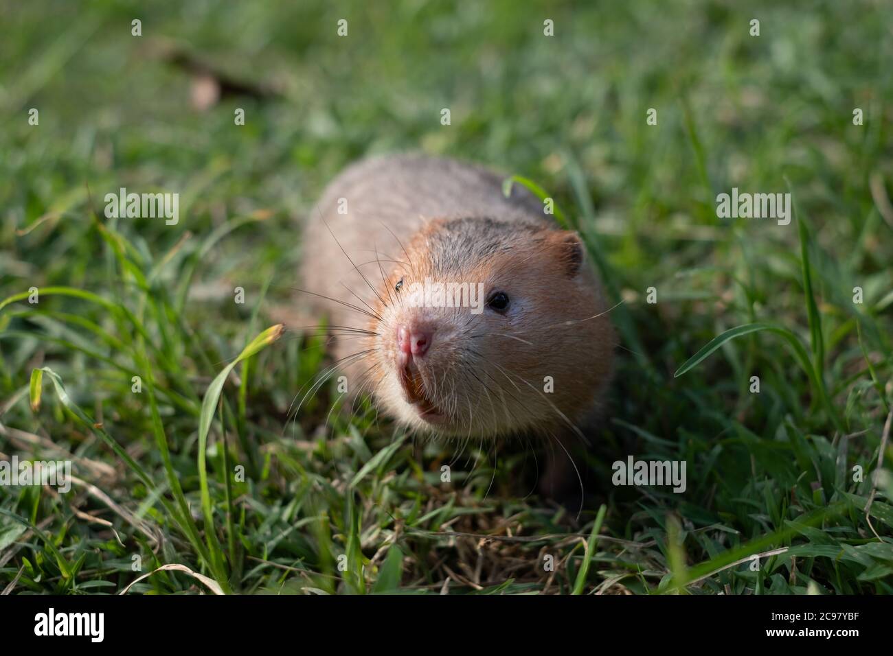 Lesser bamboo rat hi-res stock photography and images - Alamy