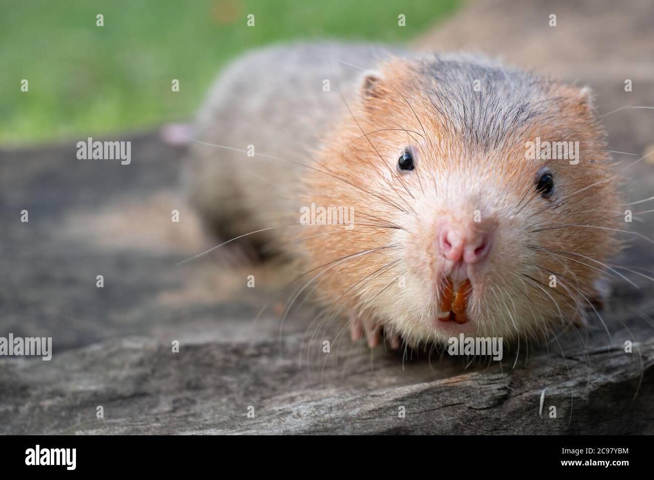Mole rat or Large bamboo rat in the garden Stock Photo - Alamy