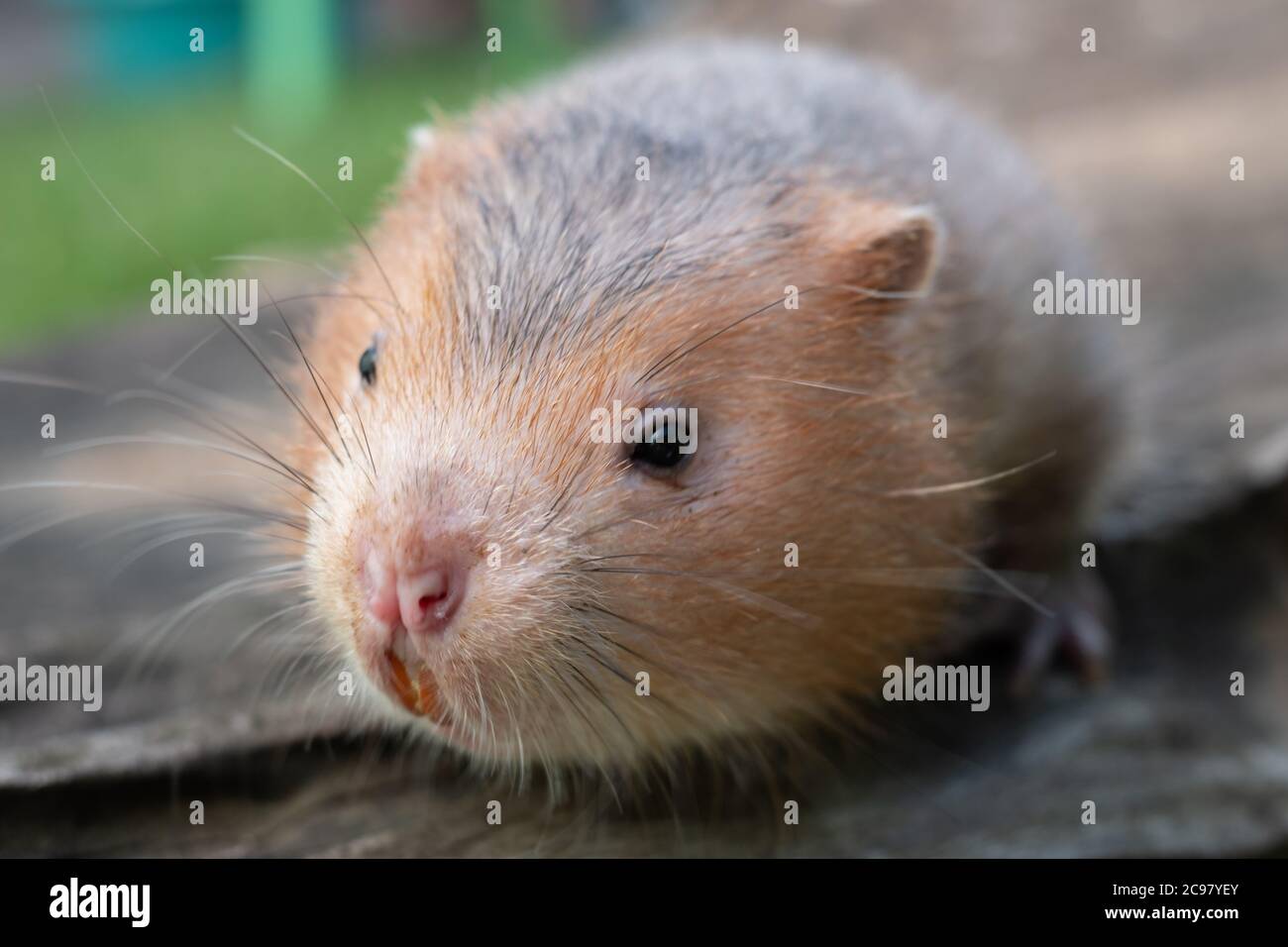 Mole rat or Large bamboo rat in the garden Stock Photo - Alamy