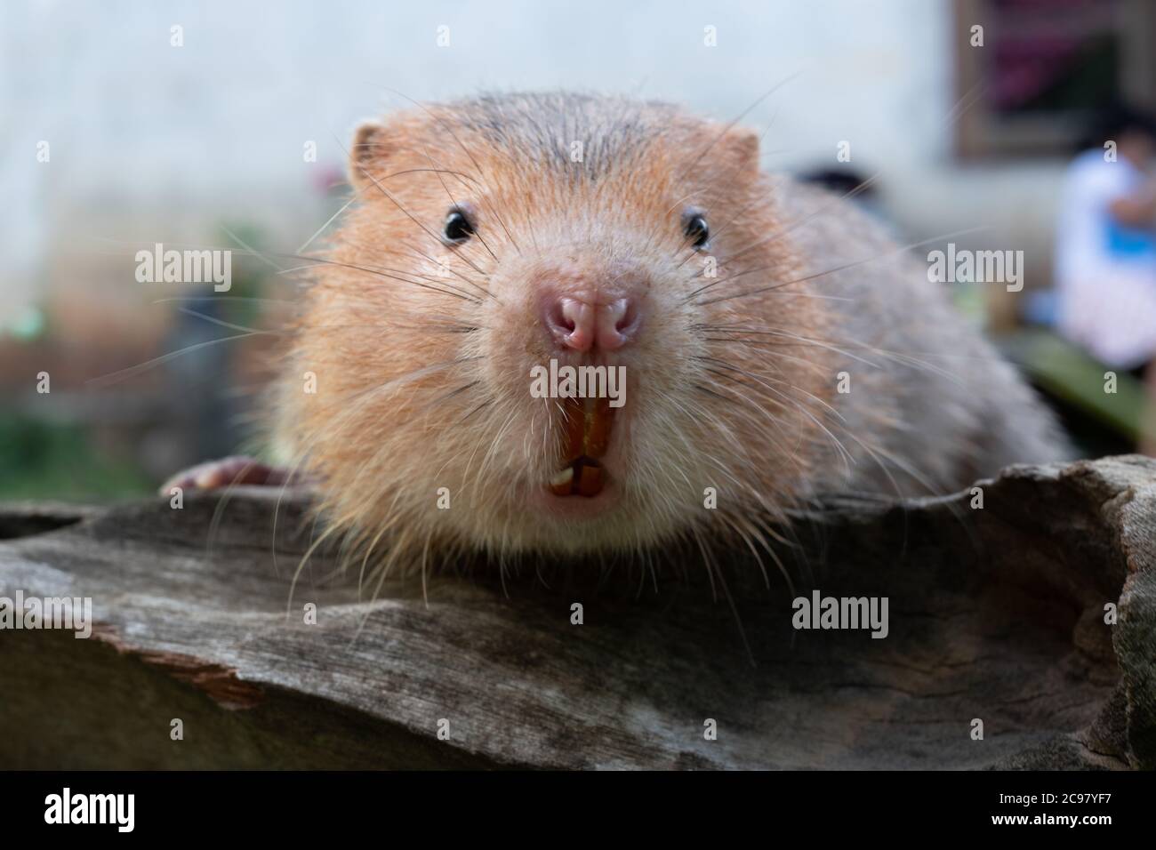 Lesser bamboo rat hi-res stock photography and images - Alamy