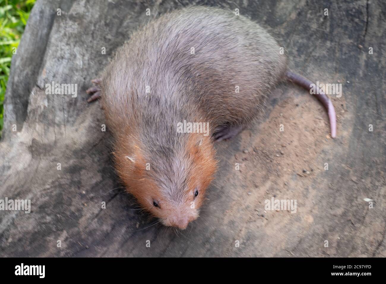 Mole rat or Large bamboo rat in the garden Stock Photo - Alamy