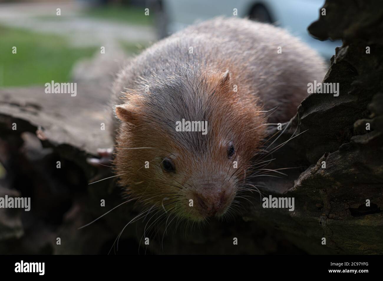 Mole rat or Large bamboo rat in the garden Stock Photo - Alamy
