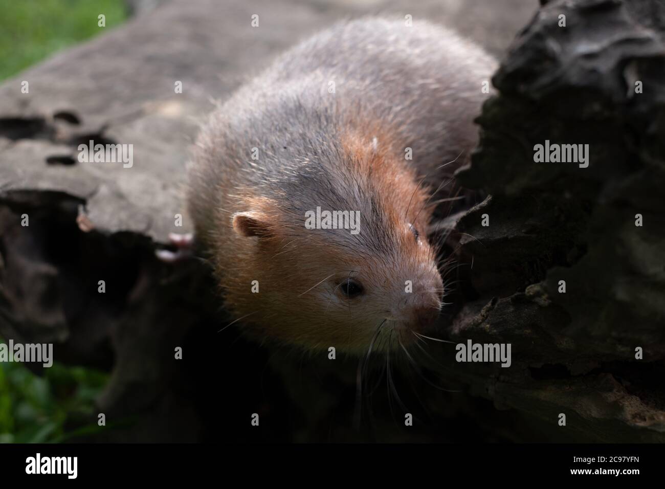 Mole rat or Large bamboo rat in the garden Stock Photo - Alamy