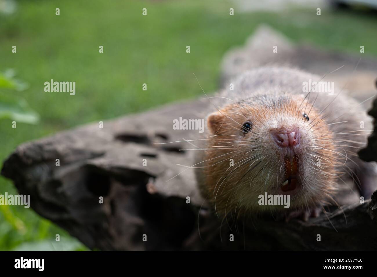 Mole rat or Large bamboo rat in the garden Stock Photo - Alamy