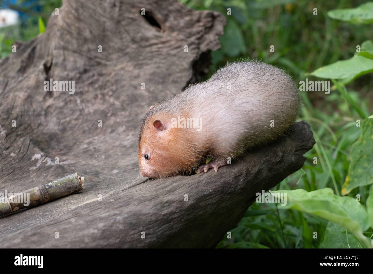 Mole rat or Large bamboo rat in the garden Stock Photo - Alamy