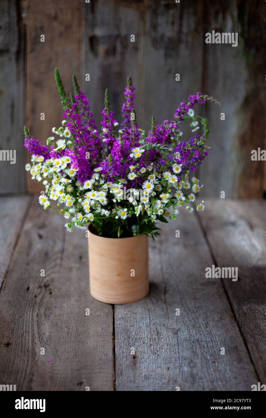 Stenaktis hi-res stock photography and images - Alamy