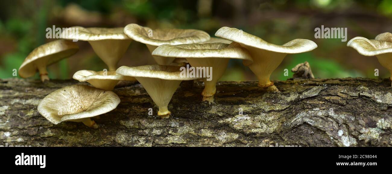 Textured gills hi-res stock photography and images - Alamy