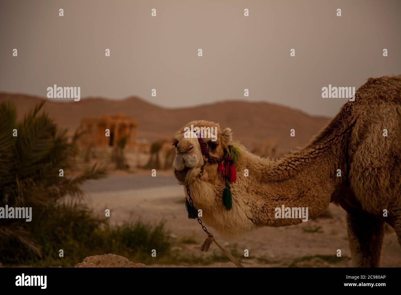 Camel sculpture palmyra hi-res stock photography and images - Alamy