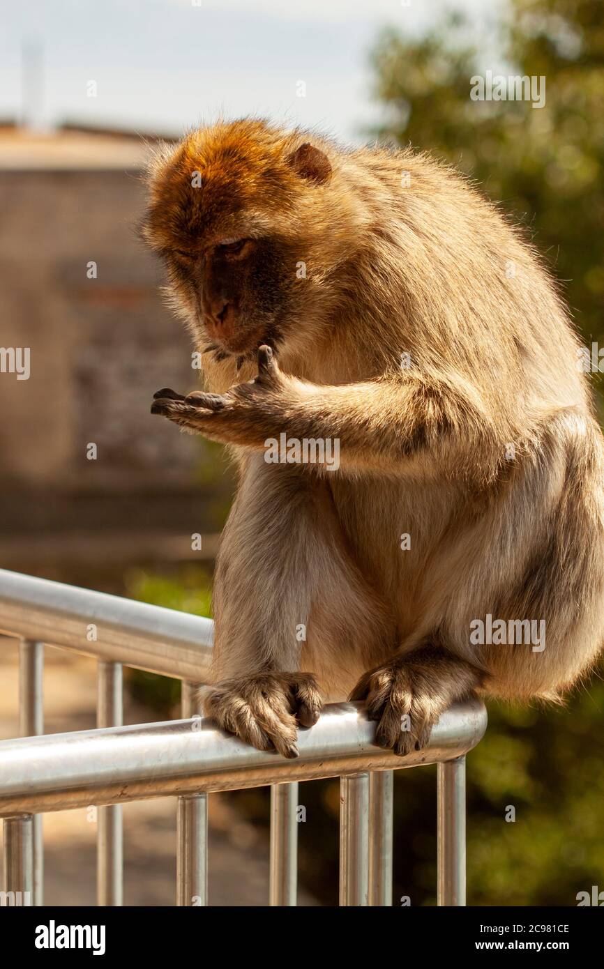 A curious barbary macaque looking at his hand while sitting on railings ...