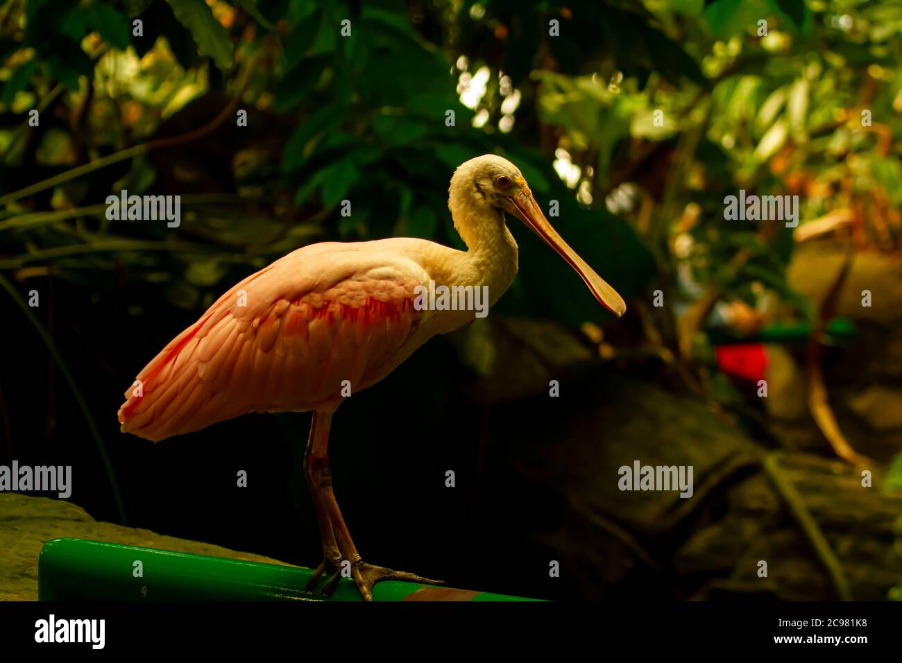 Close up image of an an exotic stork (spoonbill) standing on the ...