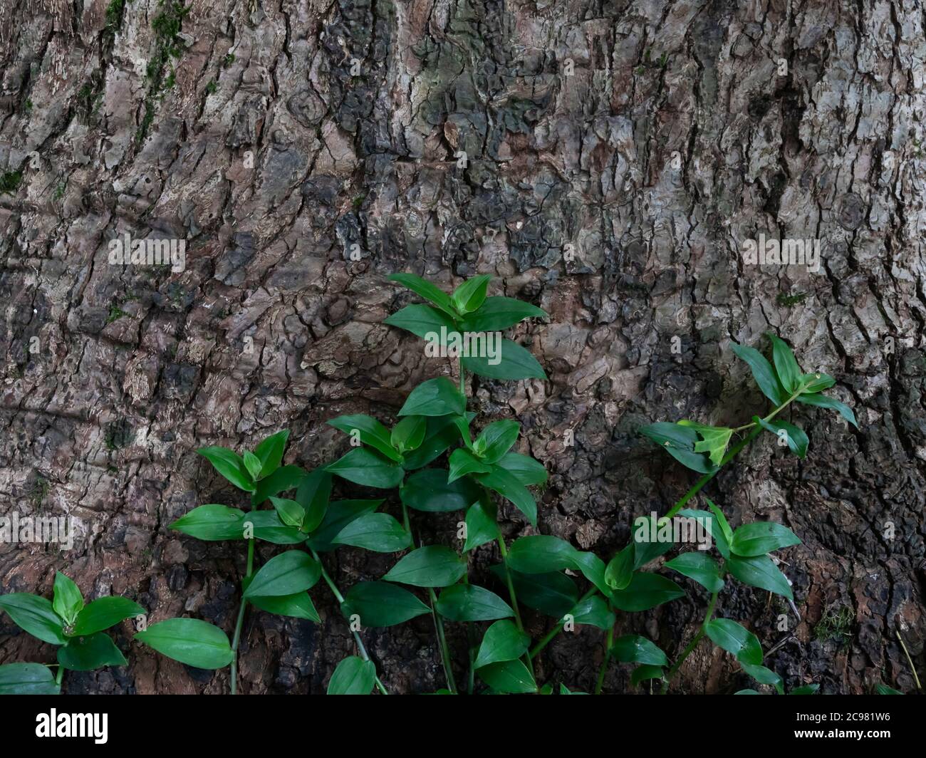 Growing texture background hi-res stock photography and images - Alamy