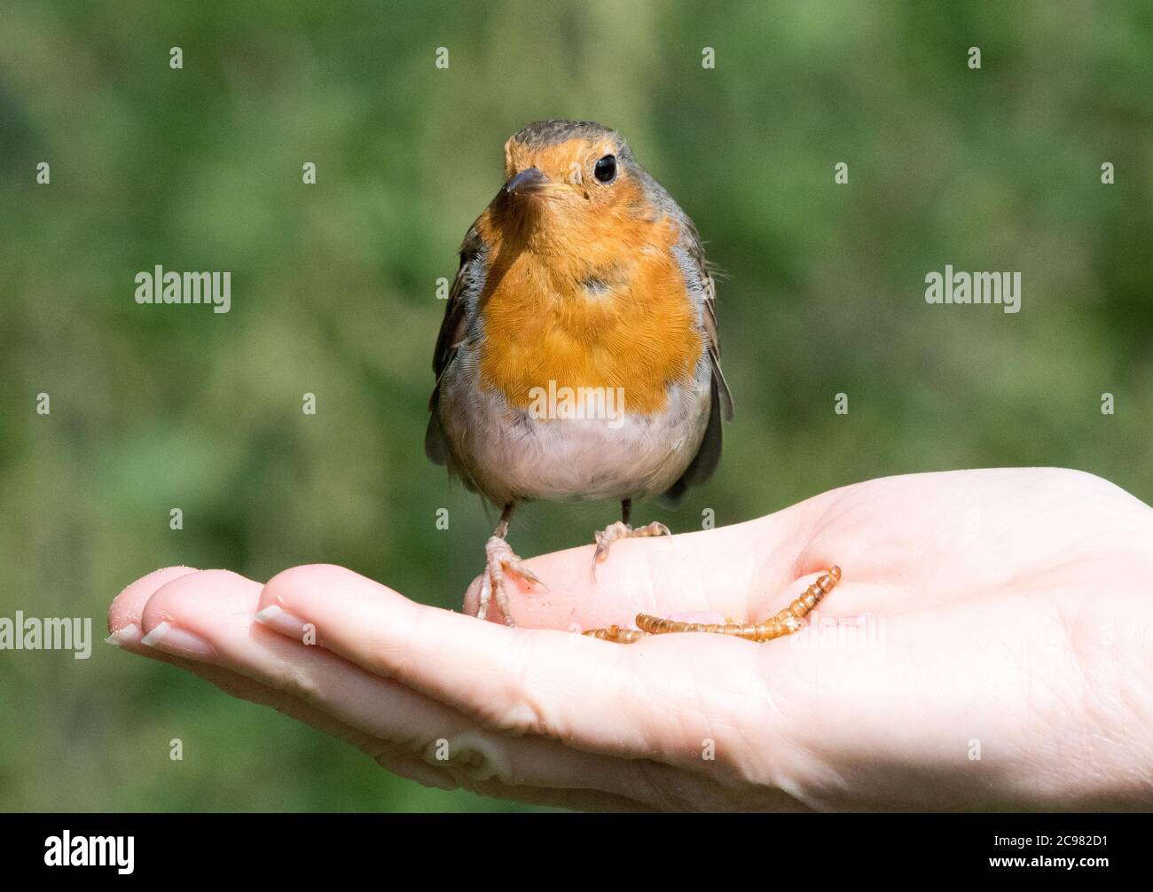 Robin Hand Feeding High Resolution Stock Photography and Images - Alamy