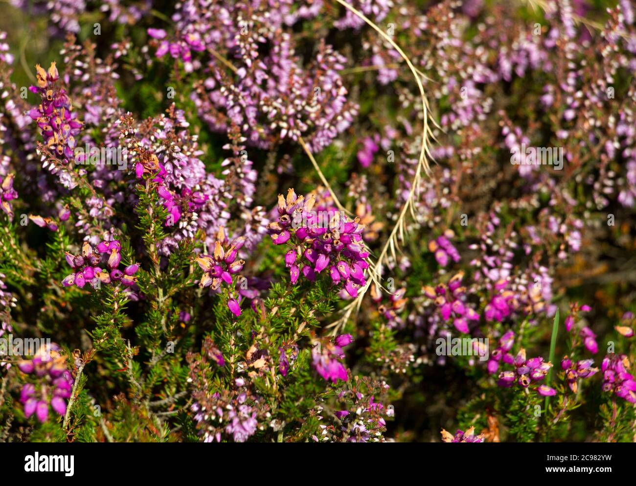 In summer the North Yorkshire Moors burst into a riot of purple and ...