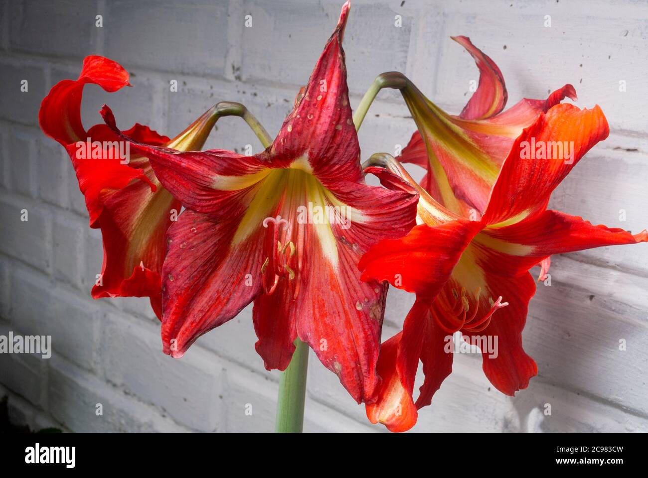 Stem with lily flowers planted in outdoor garden, buds in tropical ...