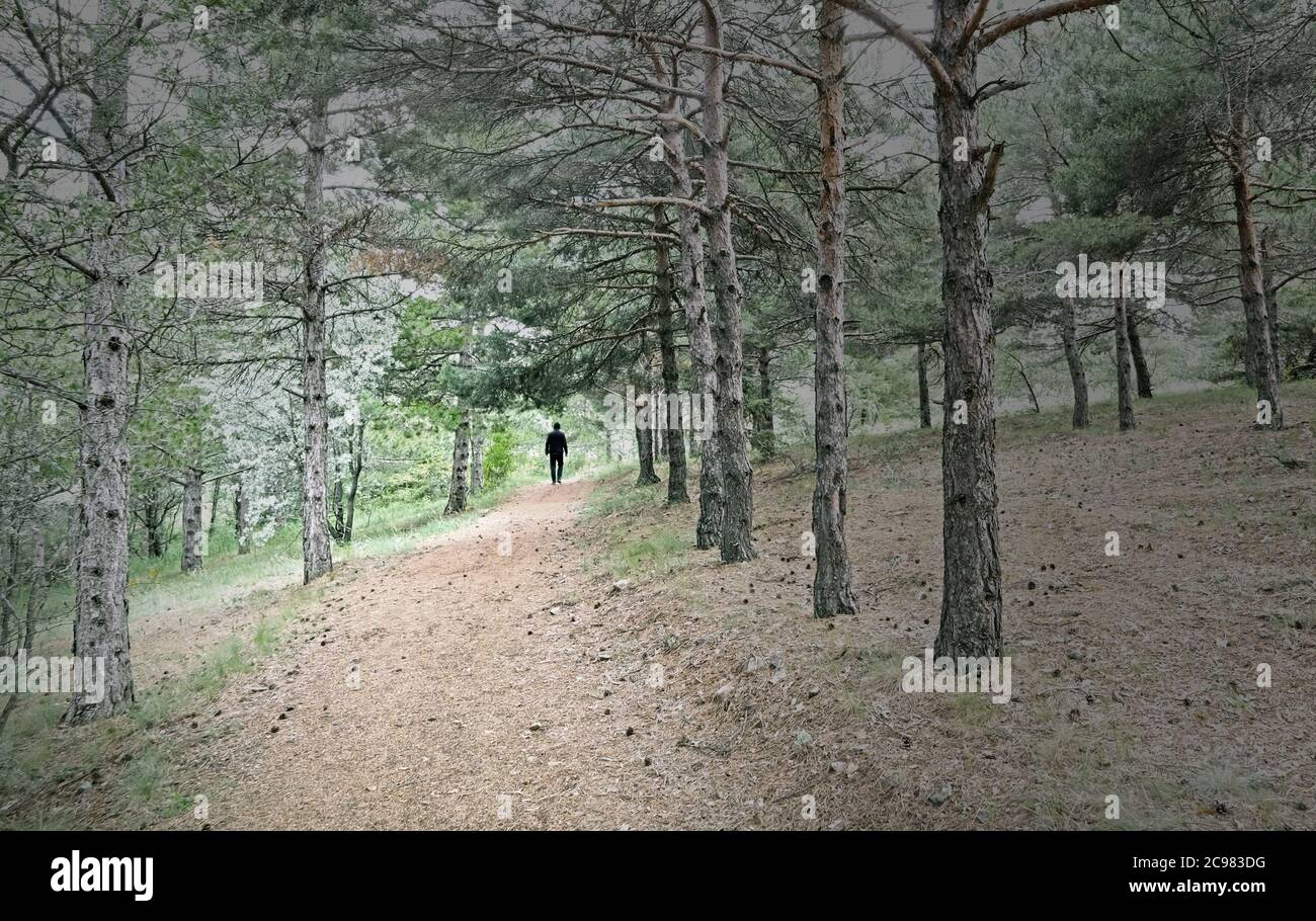 Deep forest, man walking pine forest pine cone Stock Photo - Alamy
