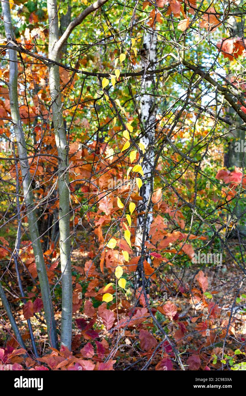 Vertical shot of plants and trees with autumn leaves Stock Photo - Alamy