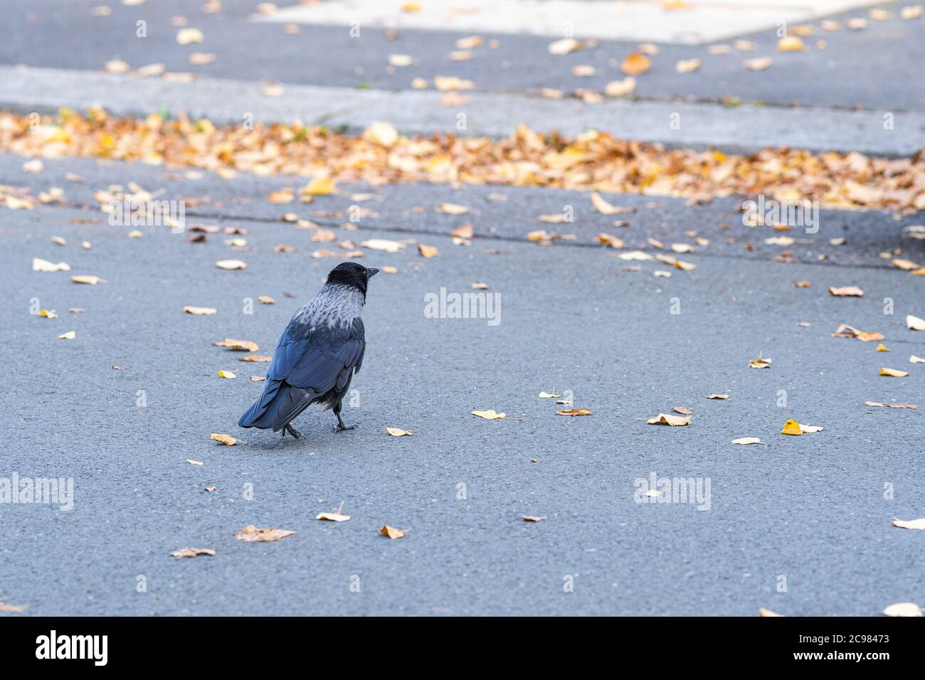 Crow walking hi-res stock photography and images - Alamy