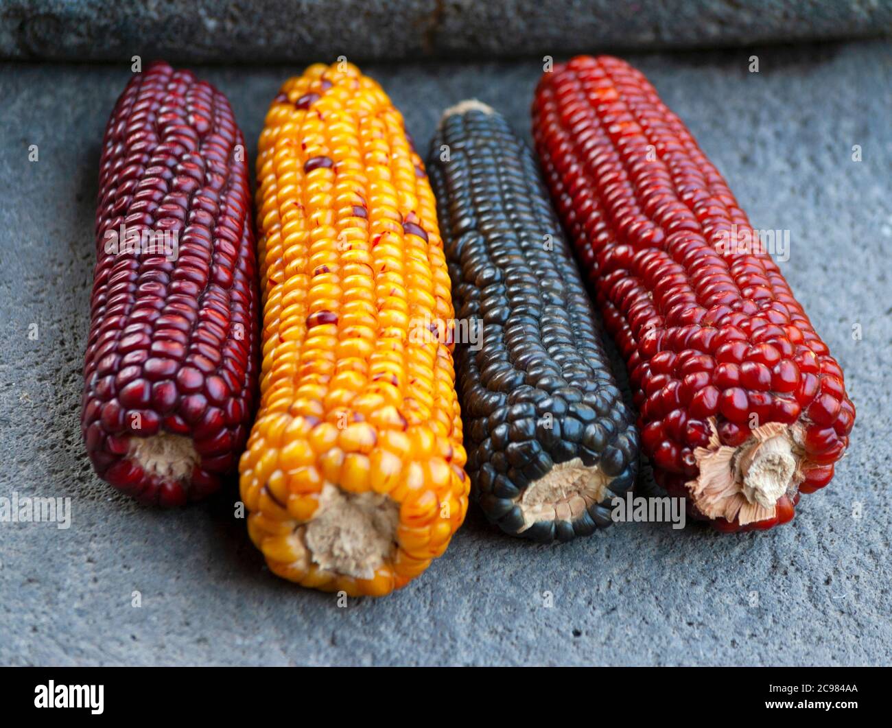 Multi color dried corn agriculture product from Guatemala. Zea mays ...