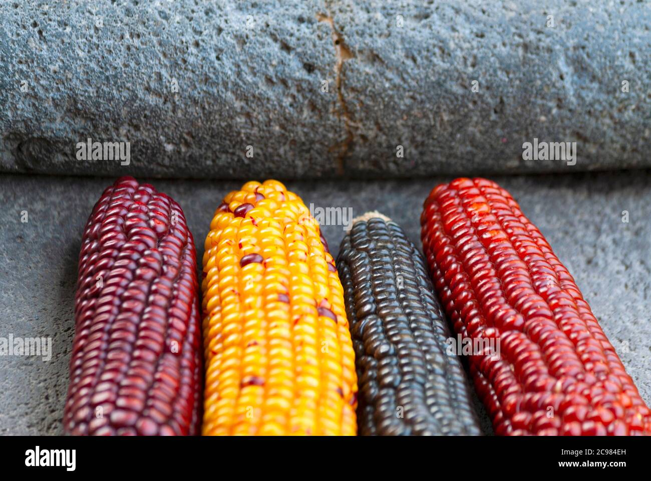Multi color dried corn agriculture product from Guatemala. Zea mays ...
