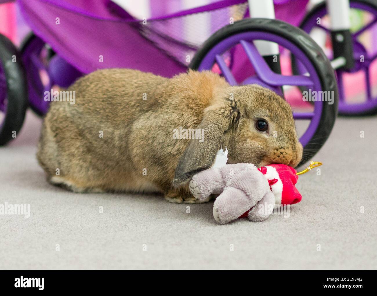 Teddy dwarf rabbit hi-res stock photography and images - Alamy