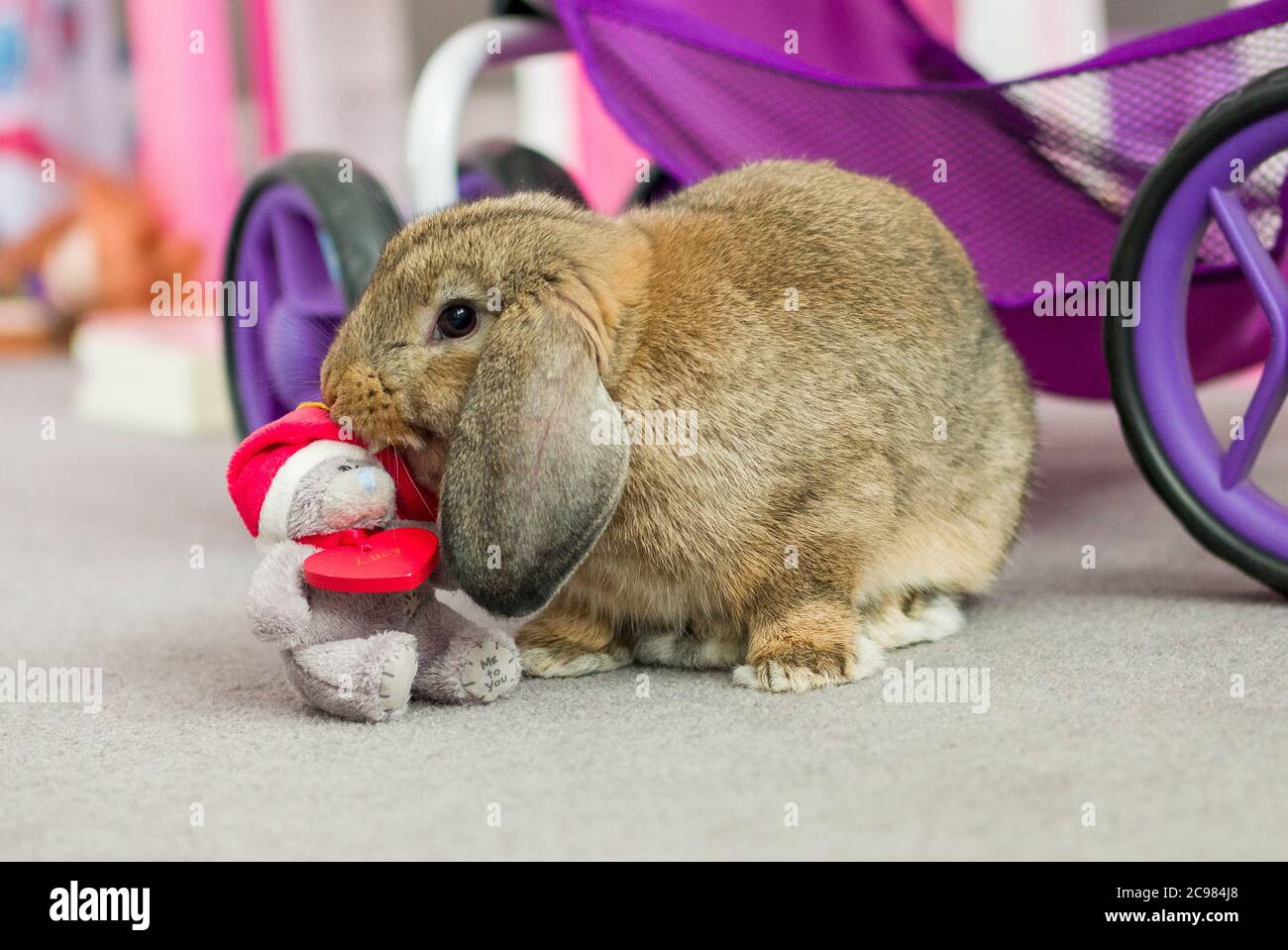 A lovely domestic mini lop rabbit playing with a child's Christmas ...