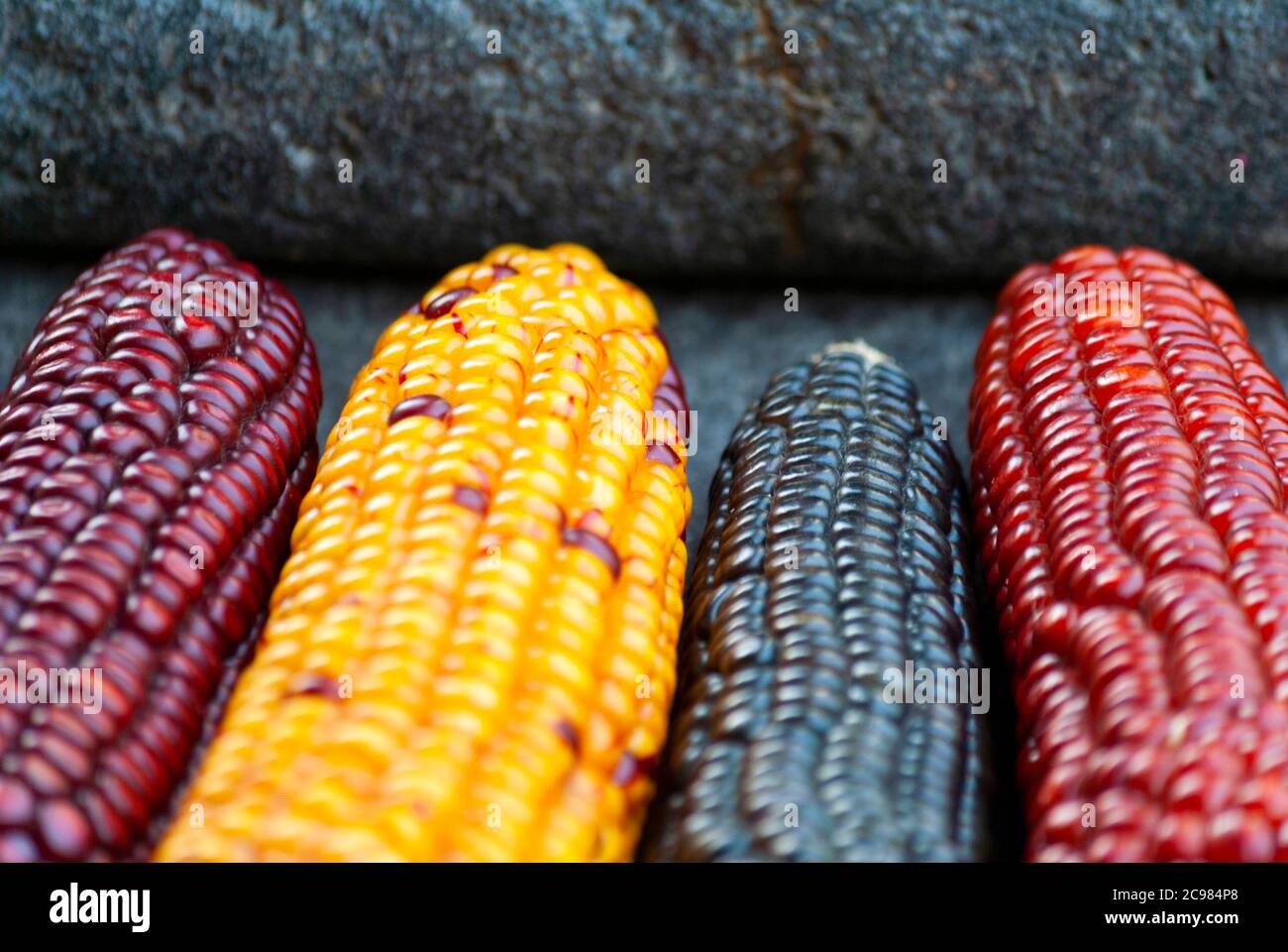 Multi color dried corn agriculture product from Guatemala. Zea mays ...