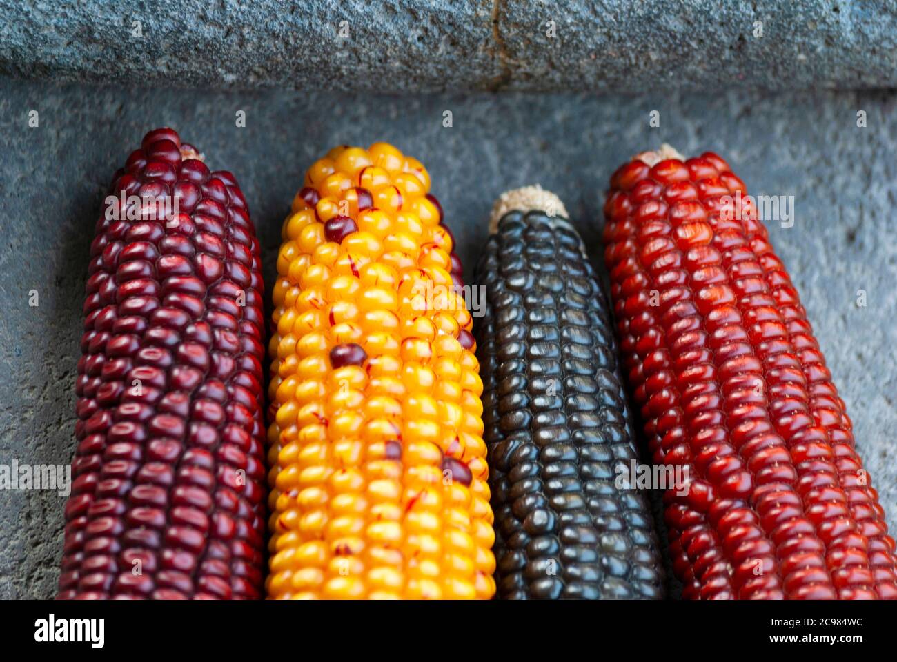 Multi color dried corn agriculture product from Guatemala. Zea mays ...