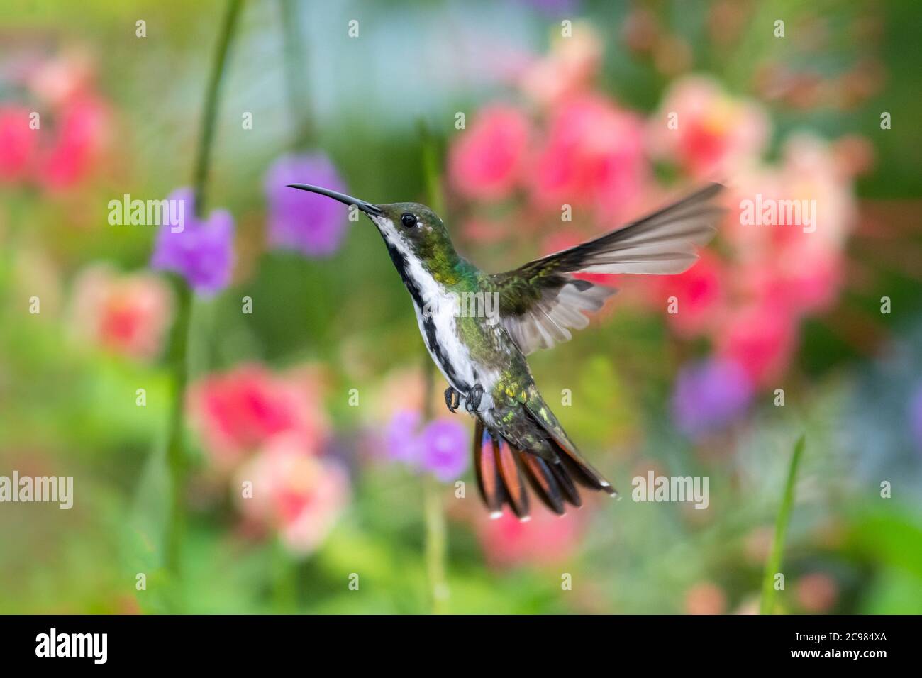Black bird summer horizontal hi-res stock photography and images - Alamy