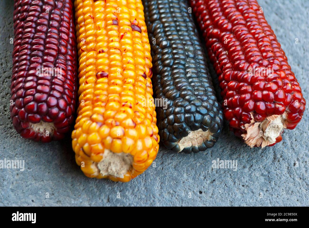Multi color dried corn agriculture product from Guatemala. Zea mays ...