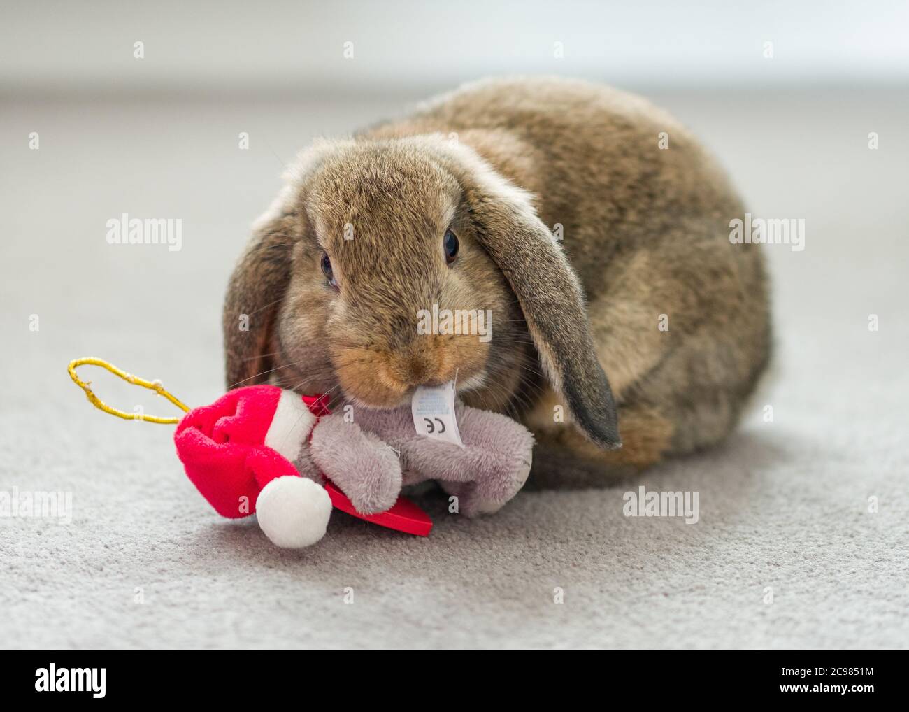 Teddy dwarf rabbit hi-res stock photography and images - Alamy