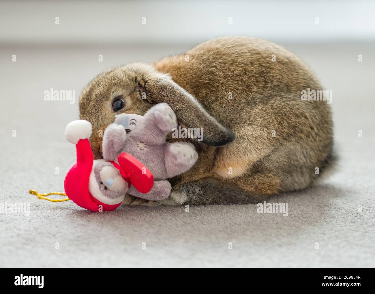 A lovely domestic mini lop rabbit playing with a child's Christmas ...