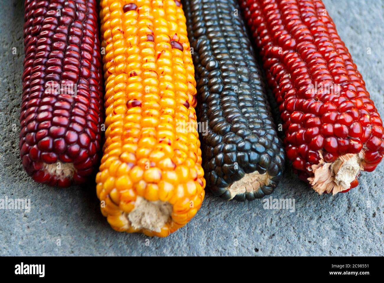 Multi color dried corn agriculture product from Guatemala. Zea mays ...