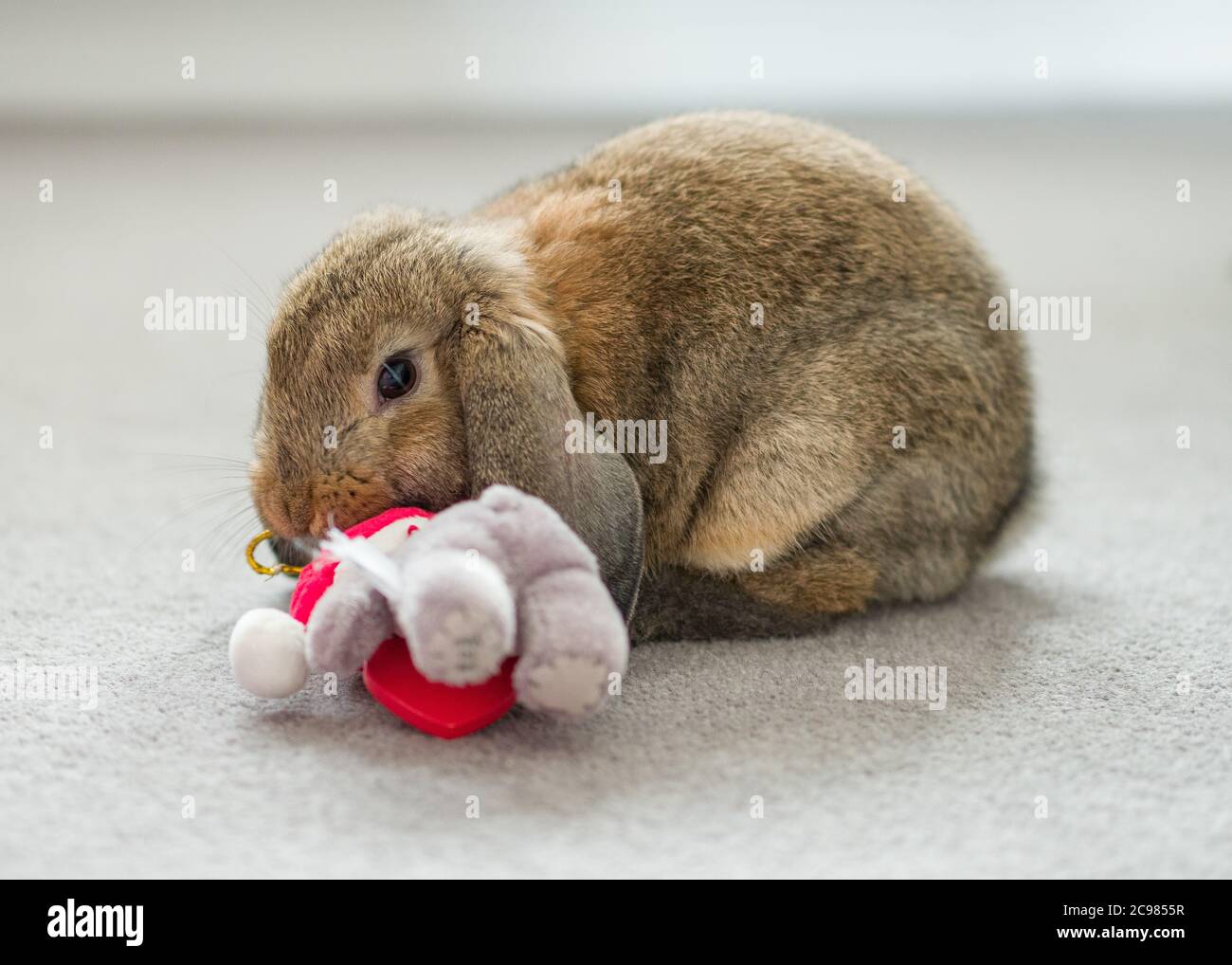 Teddy dwarf rabbit hi-res stock photography and images - Alamy