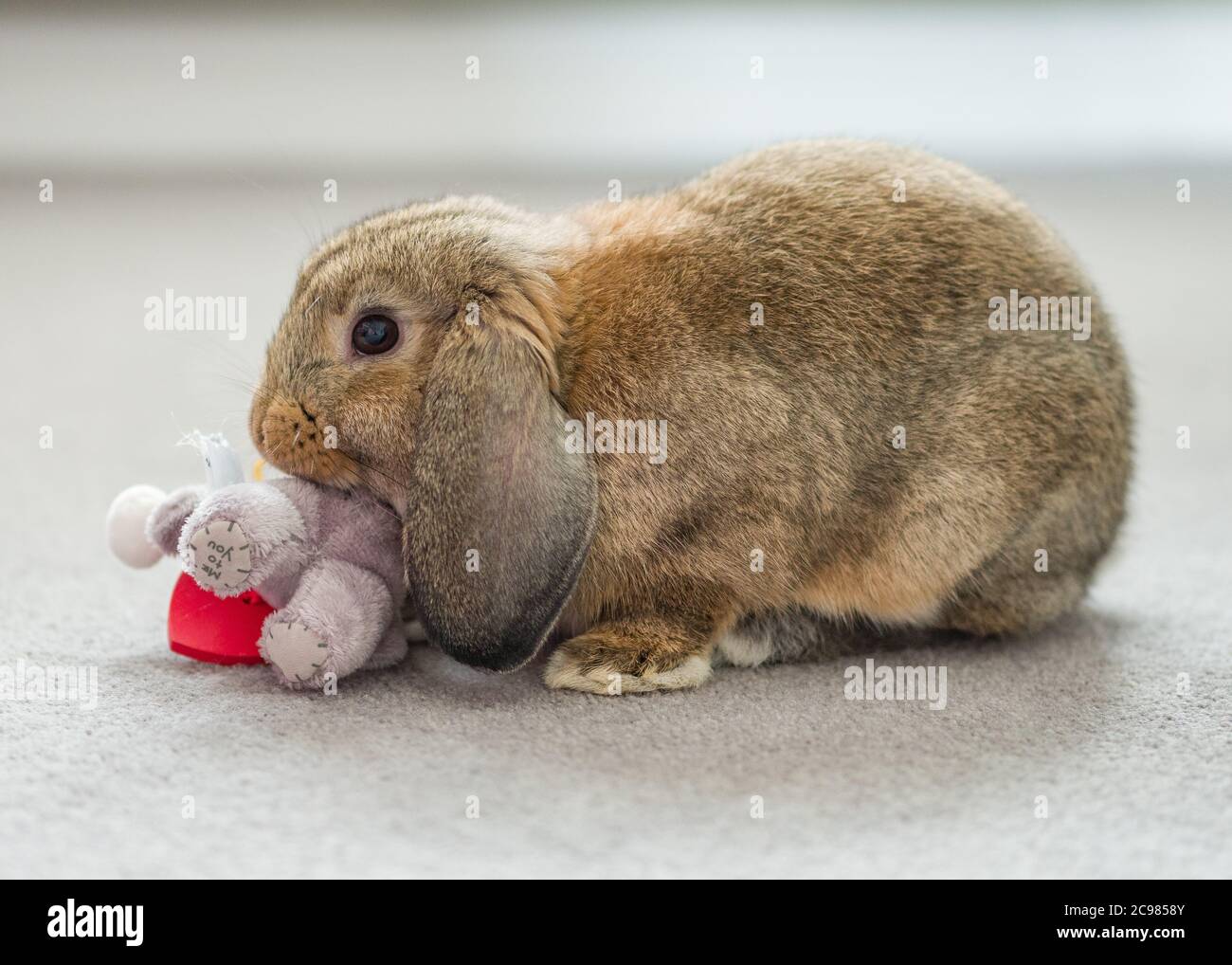 Teddy dwarf rabbit hi-res stock photography and images - Alamy