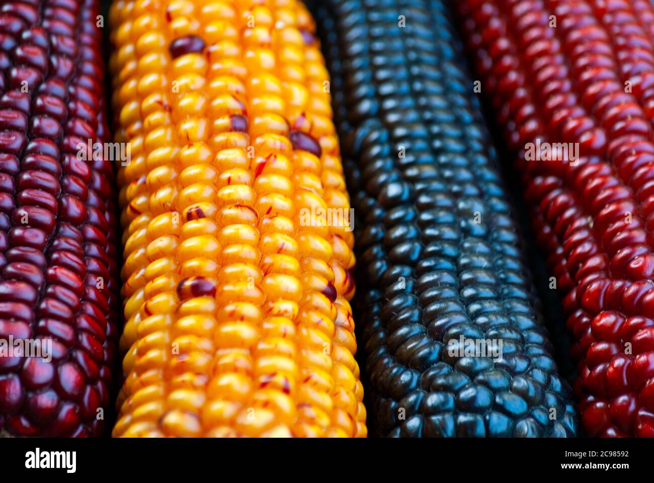 Multi color dried corn agriculture product from Guatemala. Zea mays ...