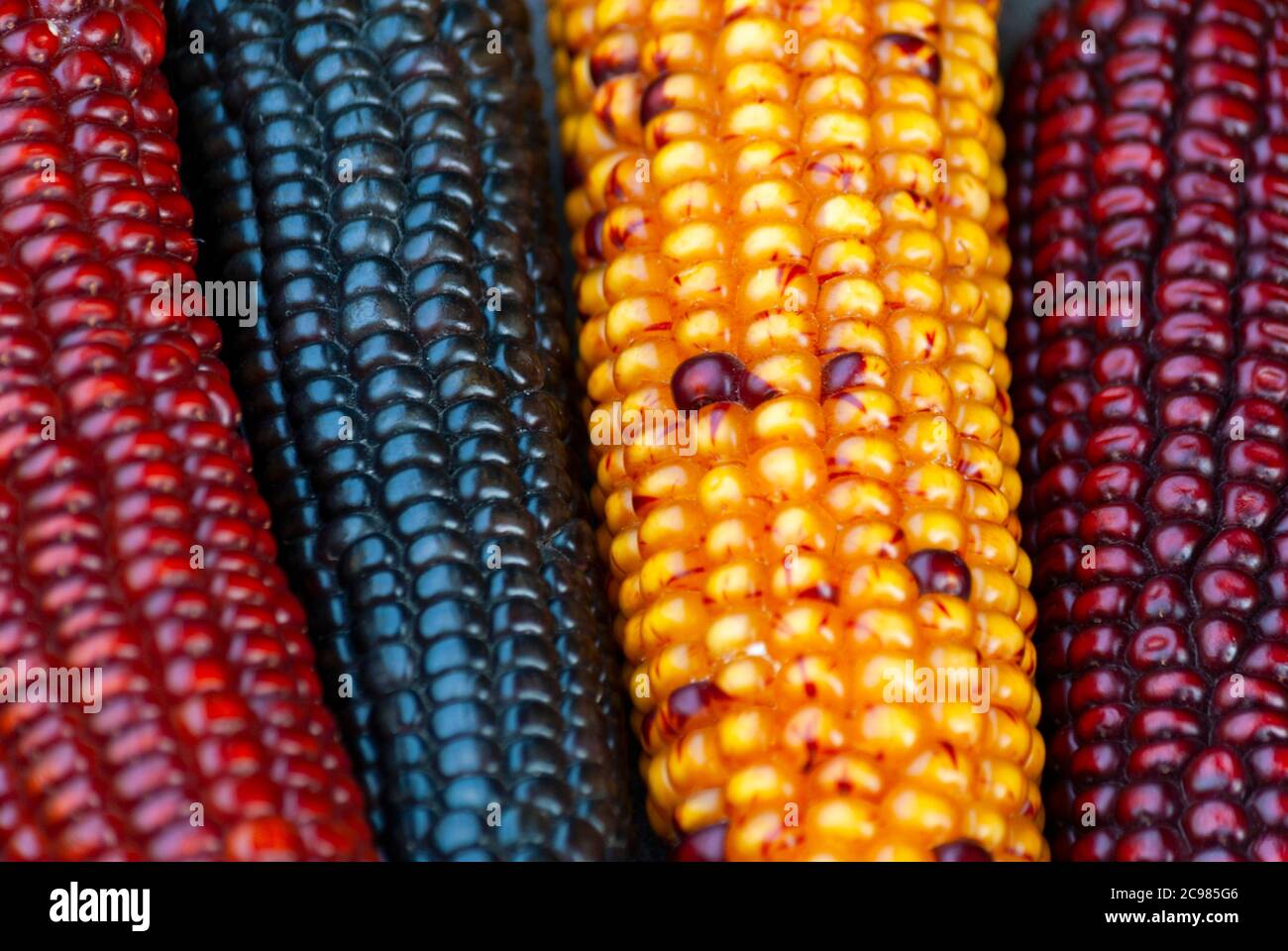 Multi color dried corn agriculture product from Guatemala. Zea mays ...