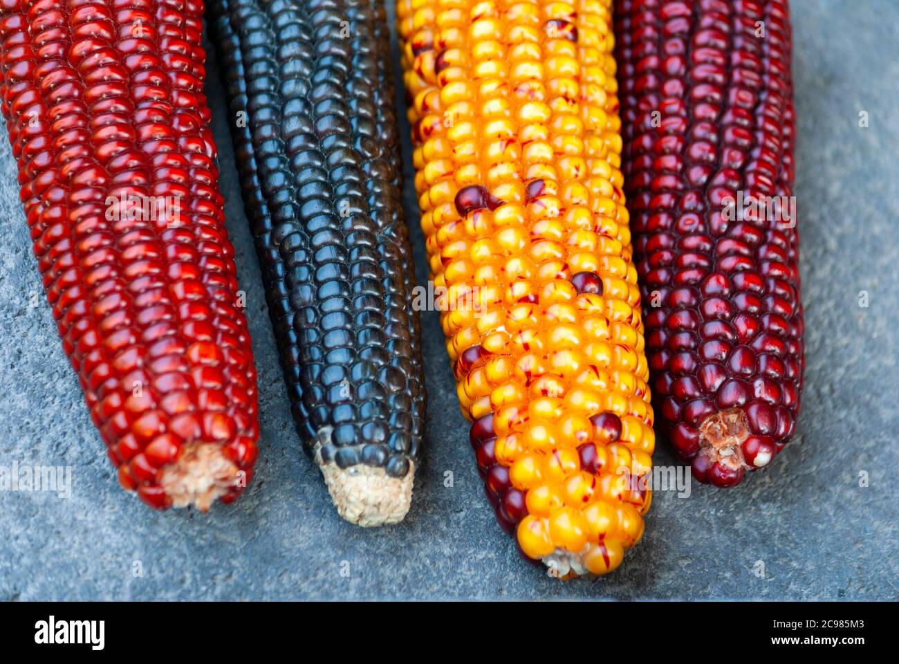 Multi color dried corn agriculture product from Guatemala. Zea mays ...