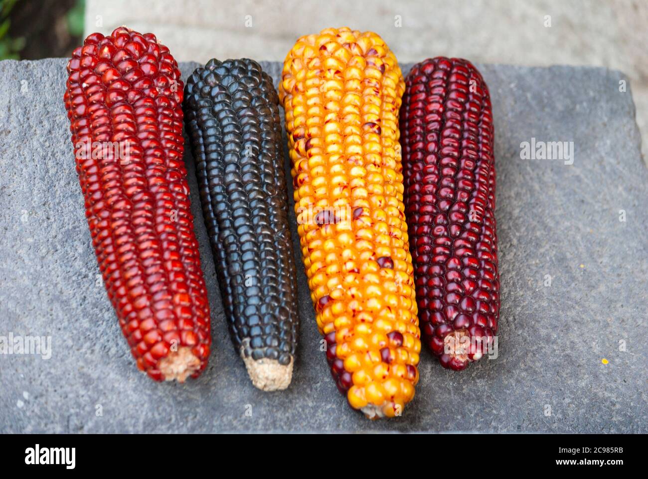 Multi color dried corn agriculture product from Guatemala. Zea mays ...