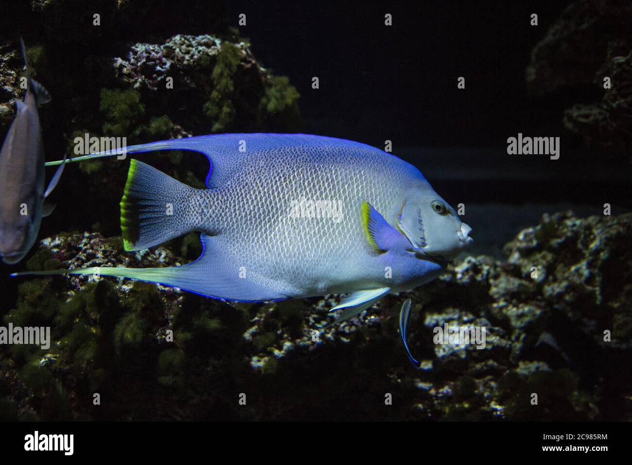 Fish, Animals from zoo Stock Photo - Alamy