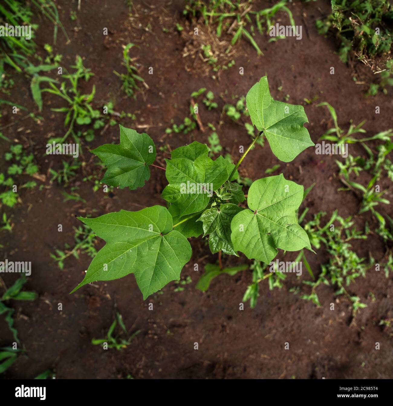 Cotton plant india hi-res stock photography and images - Alamy