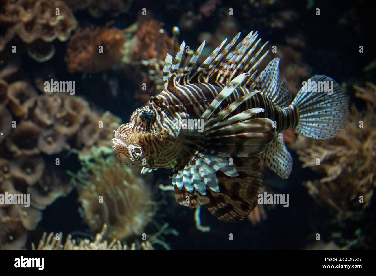Lionfish, fish, Animals from zoo Stock Photo - Alamy