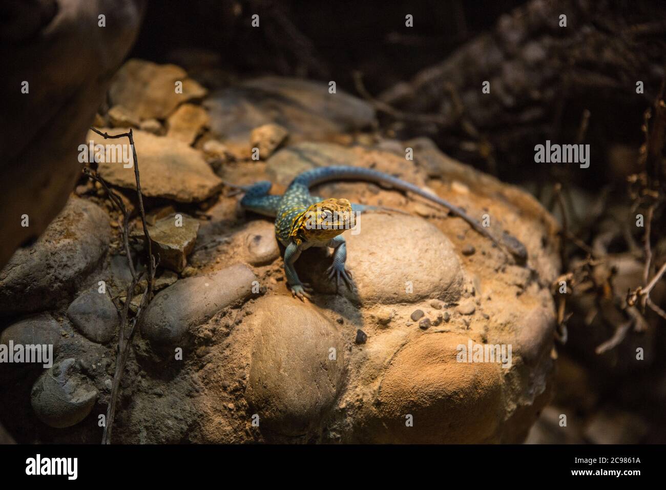 Animals from zoo Stock Photo - Alamy