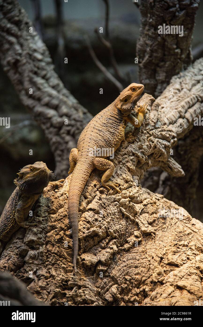 Animals from zoo Stock Photo - Alamy