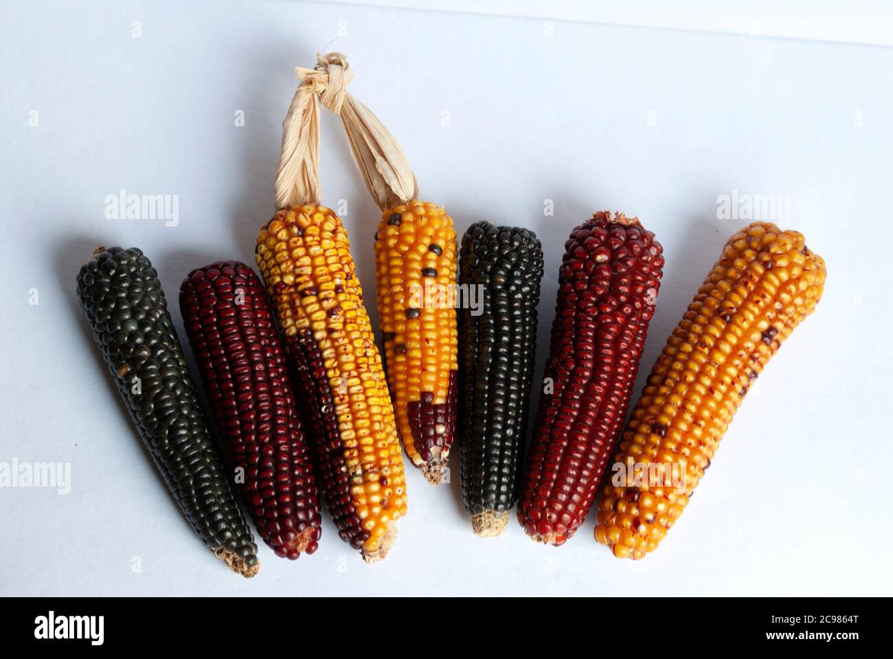Multi color dried corn agriculture product from Guatemala. Zea mays ...