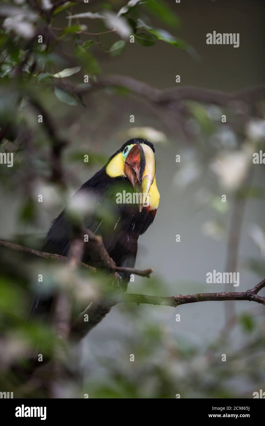 Animals from zoo Stock Photo - Alamy