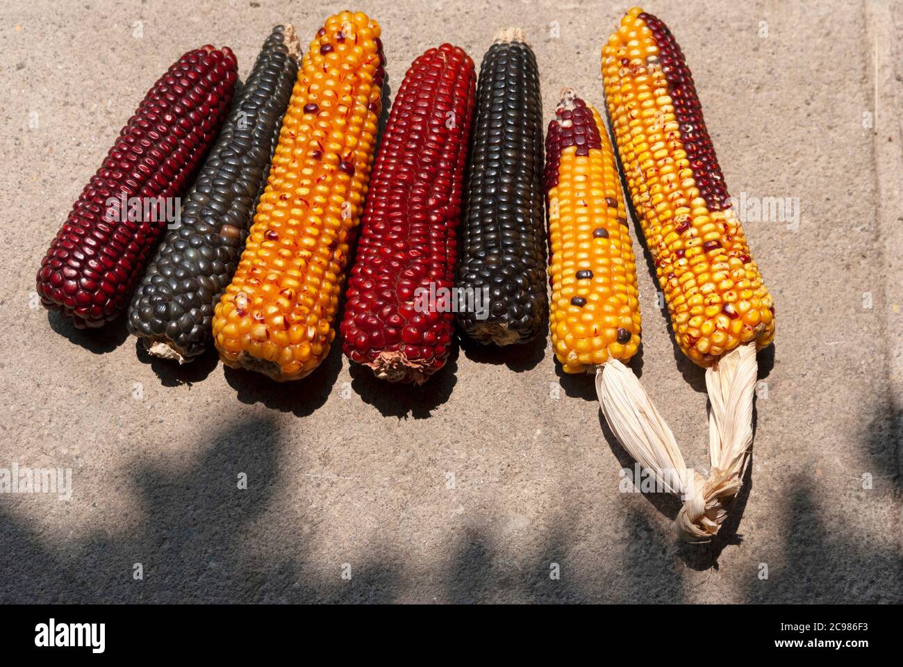 Multi color dried corn agriculture product from Guatemala. Zea mays ...