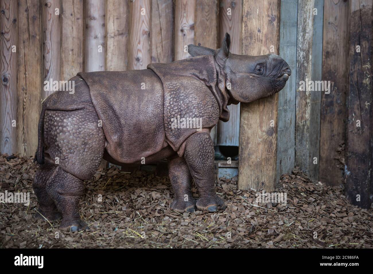 Rhino viper hi-res stock photography and images - Alamy