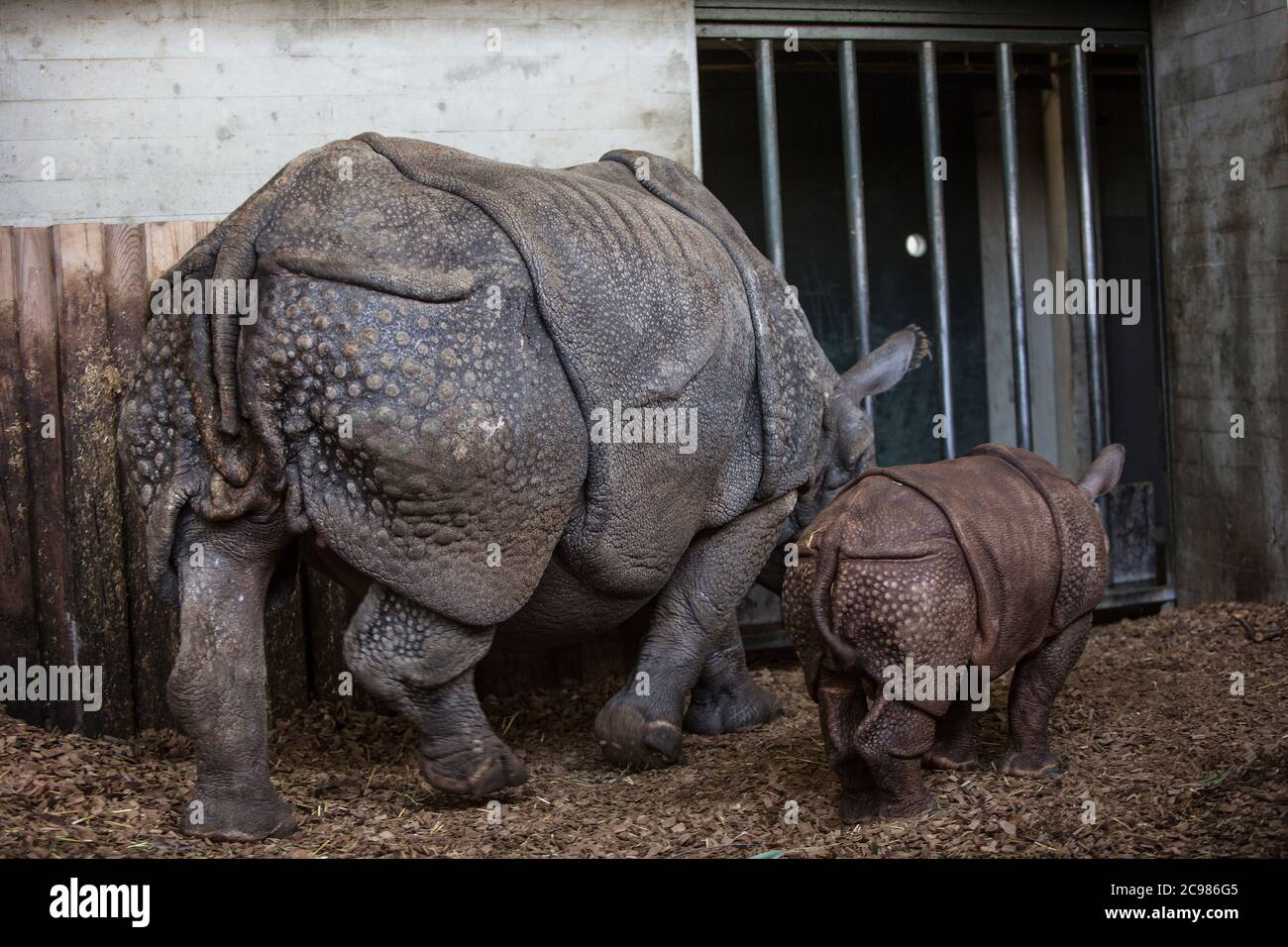 Rhino viper hi-res stock photography and images - Alamy