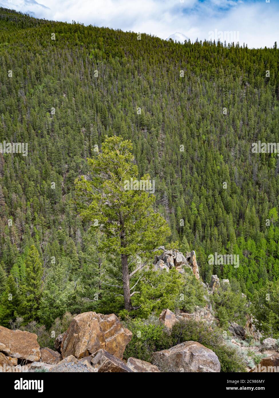 Rocky cliff green trees on hi-res stock photography and images - Alamy