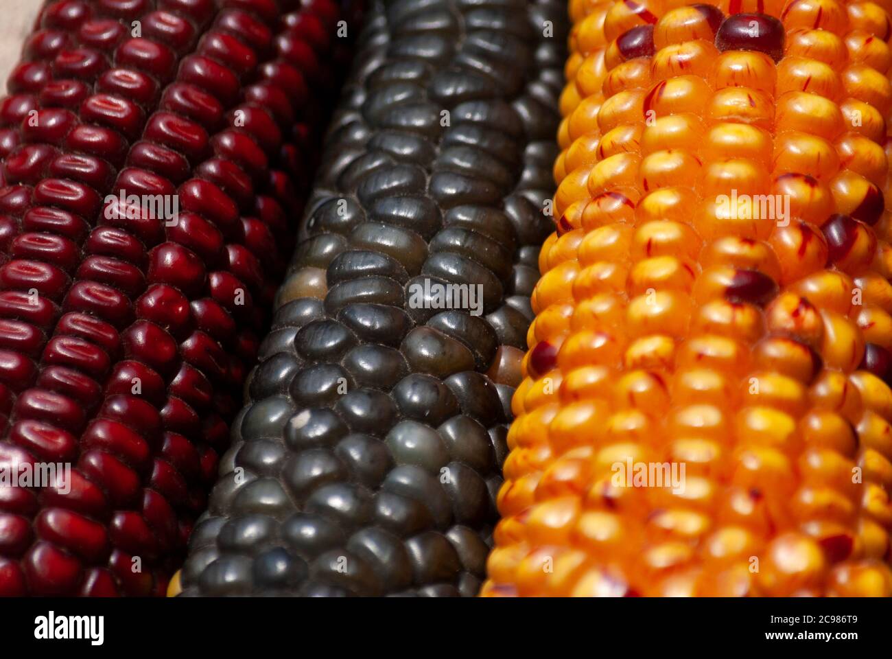 Multi color dried corn agriculture product from Guatemala. Zea mays ...